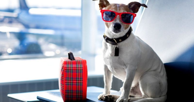 15 hoteles para perros de auténtico lujo - yaencontre