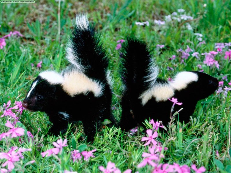 10 animales exóticos que pueden ser tu mascota - yaencontre