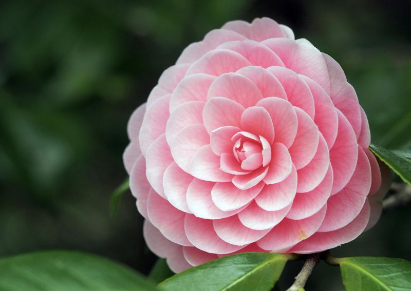 Decora tu casa con las flores de invierno más resistentes al frío ...